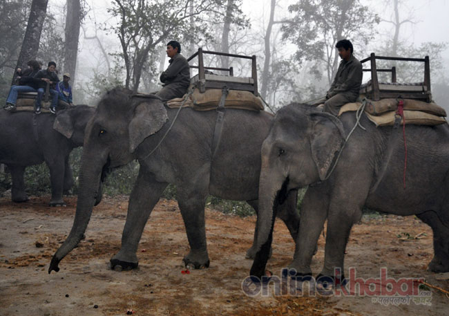 चितवनमा हात्ति महोत्सव – Online Khabar