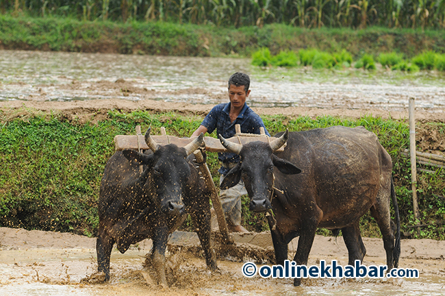 Ropai (1) – Online Khabar