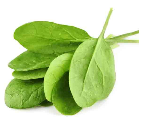 यी हुन् पालुंगो खानुको फाइदा – Online Khabar