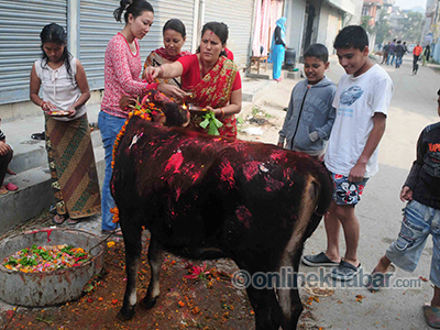 gai-pooja – Online Khabar