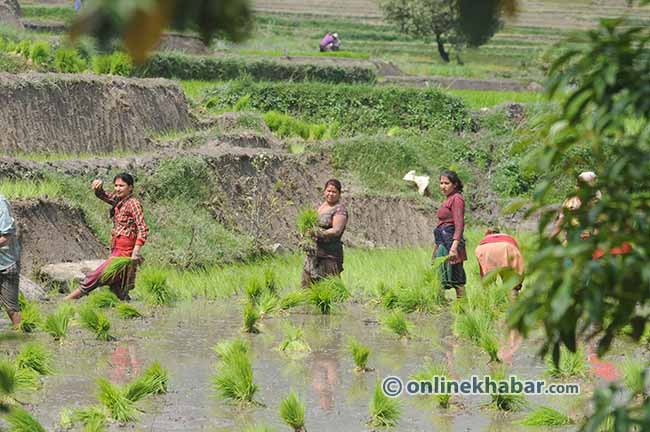 नवलपरासीको ९० प्रतिशत खेतमा धान रोप्न बाँकी – Online Khabar