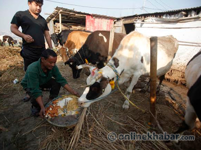 गाई पूजा – Online Khabar