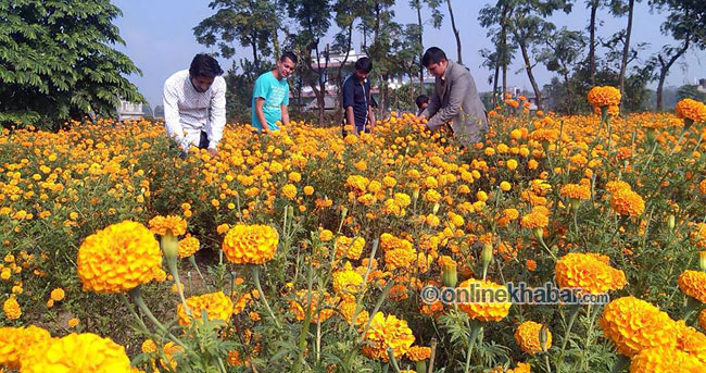 अखिलका विद्यार्थीले गरे व्यवसायीक फूल खेती – Online Khabar