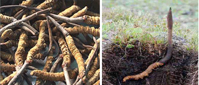 पूर्वको अलैंचीलाई जित्यो पश्चिमको यार्सागुम्बाले – Online Khabar