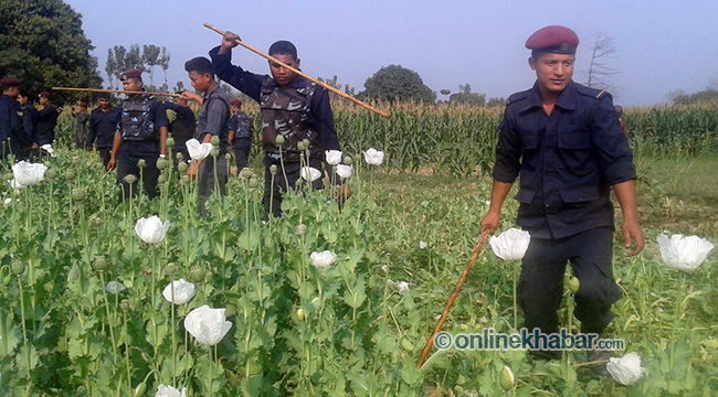 रौतहट प्रहरीद्वारा अफिम खेती नष्ट – Online Khabar