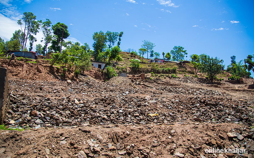 लडेको गिरानचौर यसरी उठाउँदैछन् धुर्मुस-सुन्तली (फोटो र भिडियोसहित ...