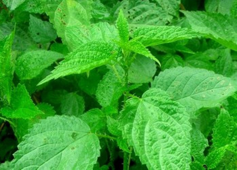 सिस्नोको धुलो बेचेर मनग्ये कमाइ – Online Khabar