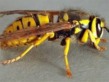 बाँदर धपाउन गएका दुई बालबालिकाको अरिङ्गालको टोकाइबाट मृत्यु – Online Khabar