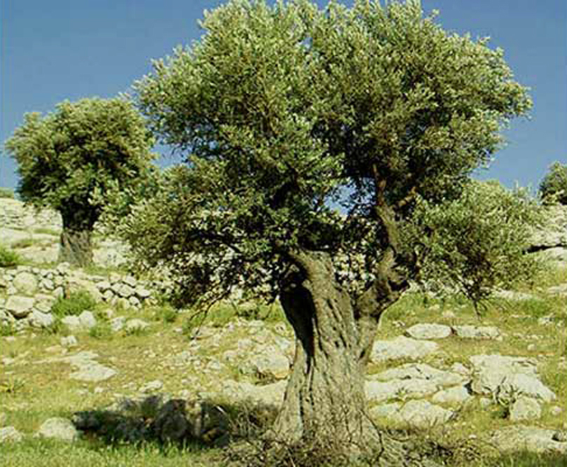 धनीहरुले उपहारमा के-के सम्म दिँदारहेछन् ! – Online Khabar