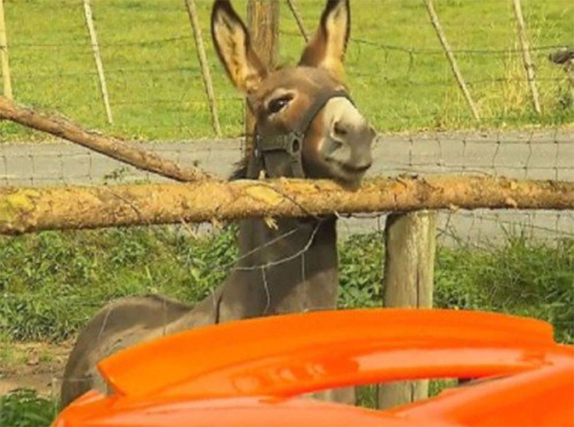 जब गाजर सम्झेर गधाले कार नै खानथाल्यो… – Online Khabar