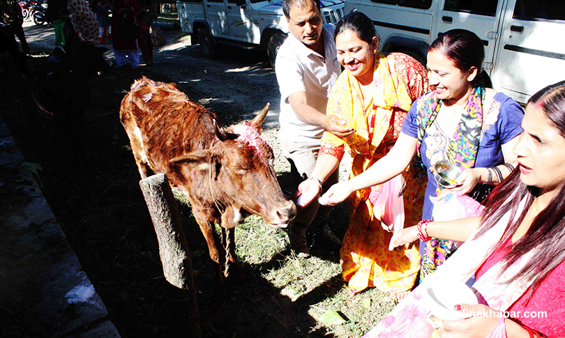 गुल्मीको गौशालामा सामूहिक गाई पूजा (तस्वीरसहित) – Online Khabar