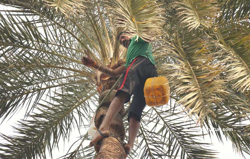 ताडीको ‘शिकार’ तस्वीरमा हेर्नुस् – Online Khabar