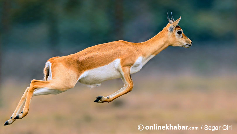 शुक्लाफाँटामा रमाएका कृष्णसार (फोटो फिचर) – Online Khabar