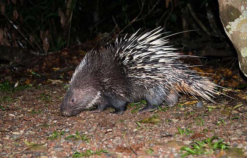 दुम्सीको दुलामा पसेका ४ बेहोस, १ को अवस्था अज्ञात – Online Khabar