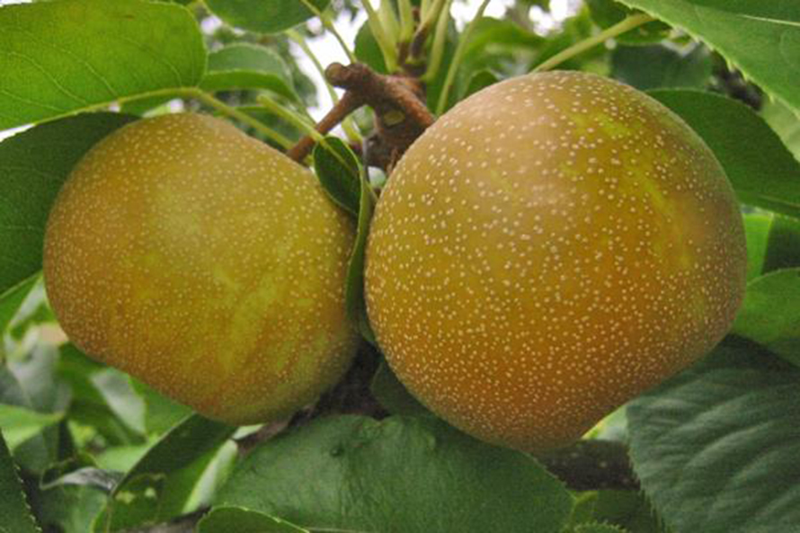 नास्पातीले कसरी तौलदेखि कोलोस्टोरसम्म नियन्त्रण हुन्छ ? – Online Khabar
