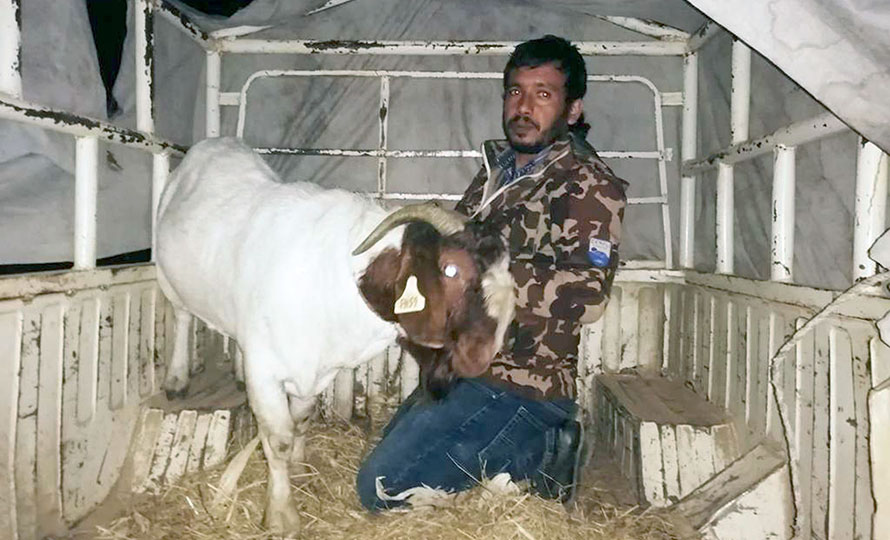 एउटै बोकाको मूल्य तीन लाख रुपैयाँ – Online Khabar