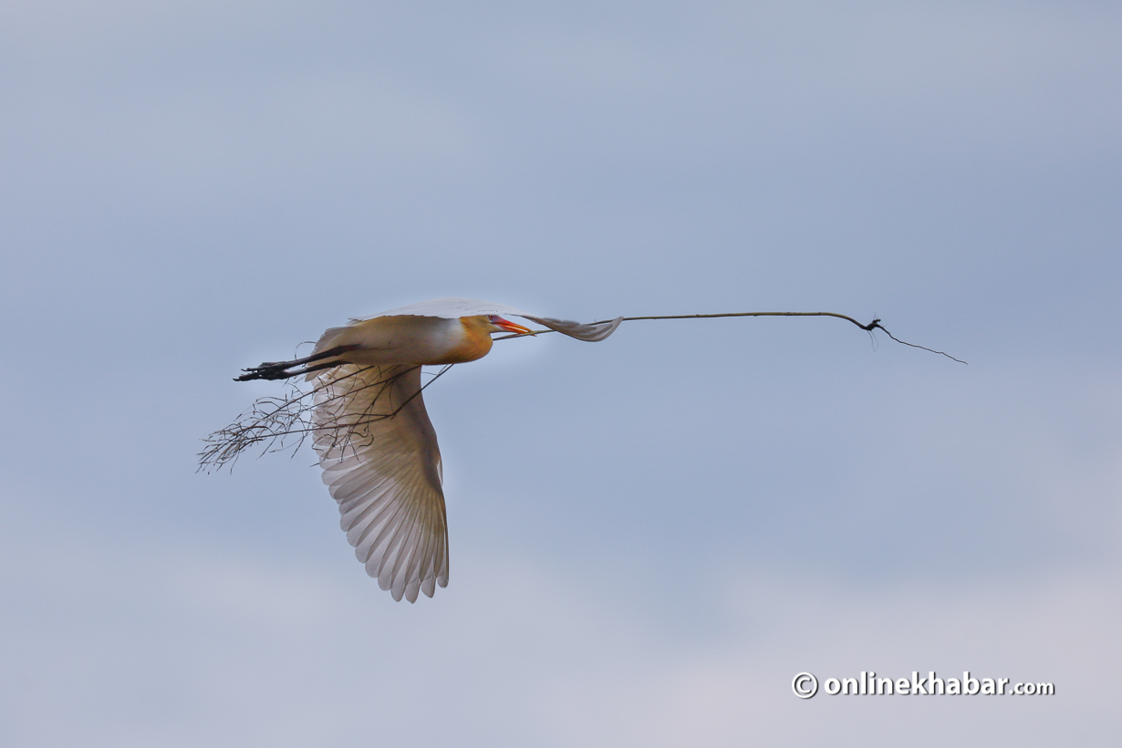 वैंशालु मौसम र बकुल्लाको स्वच्छन्द मधुमास