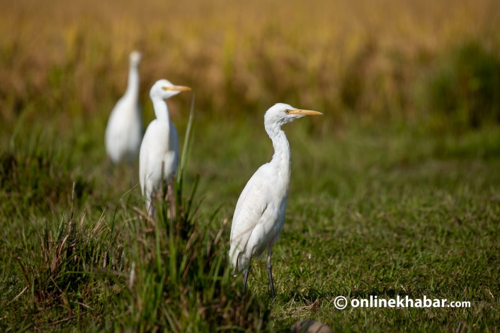 आहा ! बकुल्ला – Online Khabar